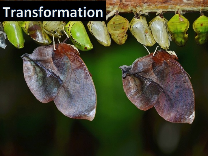 Transformation: from caterpillar to butterfly - BWS Enterprise CIC